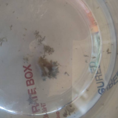 Live Frag Purple Fauchea Macro Algae Marine Saltwater Plant Reef ...