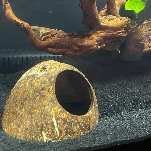 Aquarium Cave Coconut Shell Cave / Hide, Pleco Cave, Shrimp Cave ...