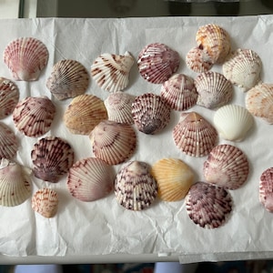 White PENNSYLVANIA LUCINE SEASHELLS 10-50pcs Coastal - Etsy
