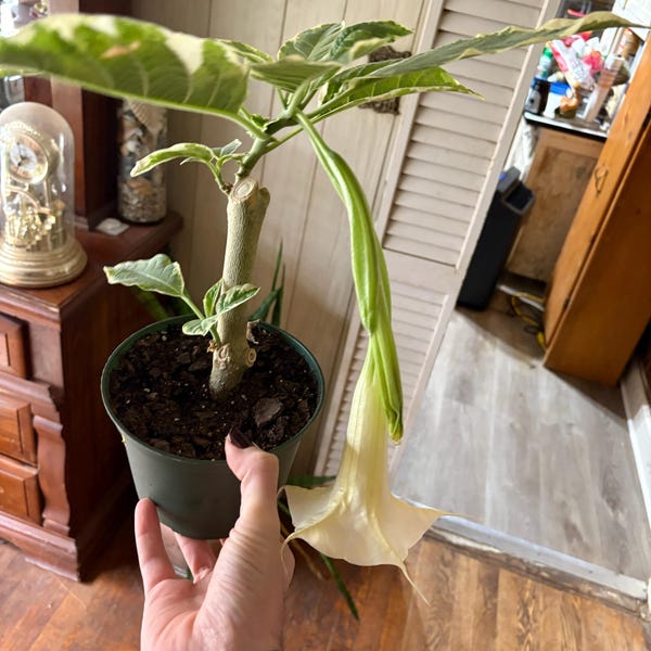 Variegated Brugmansia Angel's Trumpet Unrooted Plant Cuttings - Etsy