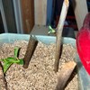 4 Cuttings of Che Seedless Fruit Tree, Dormant, No Roots, No Leaves - Etsy