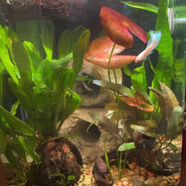 Java Moss Coconut Cave: Aquarium Hide for Betta, Shrimp, Plecos - Etsy