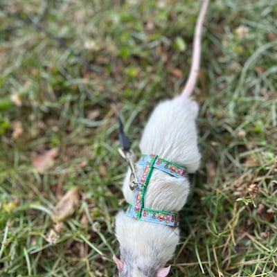 Ferret Harness Set With Leash Strawberry - Etsy