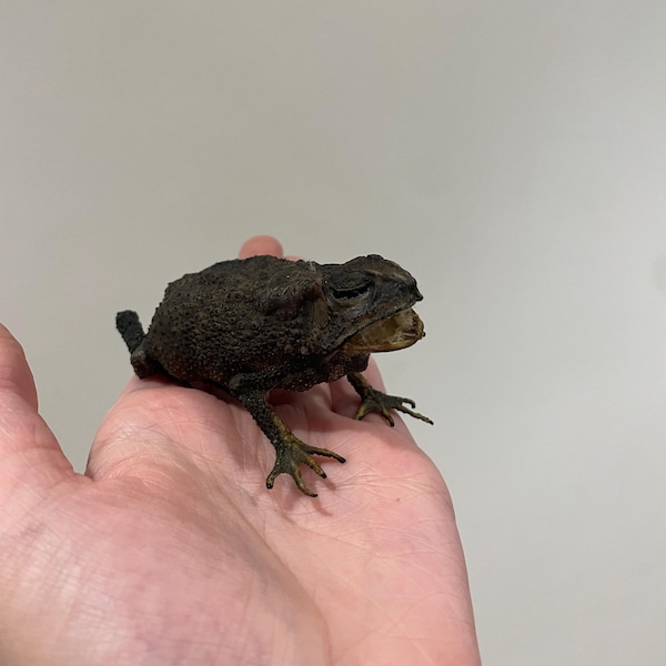 Genuine Giant Wasp (megascolia Velutina Ducalis) A1 Iridescent Purple ...