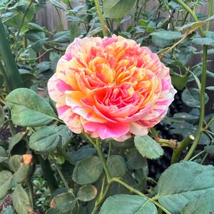 Beautiful Rare Neptune King Terrazza海神王阳台 Shrub Rose - Etsy