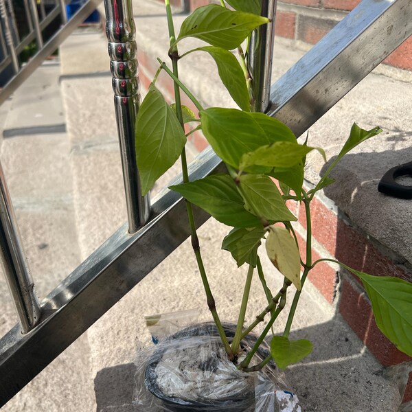 Colocasia Esculenta Plant, Pattarveliya or Patra Edible Plant in Small ...