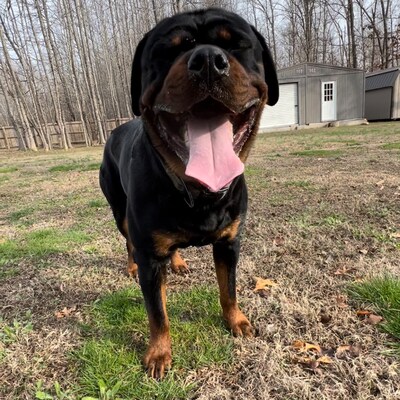 Luredriller Pulleys Kit for Dog Lure Coursing - Etsy