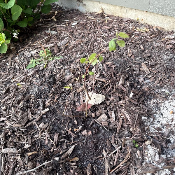Hoya Keysii (hoya Australis) 1yo Plant With 5-6 Leaves Well Rooted ...