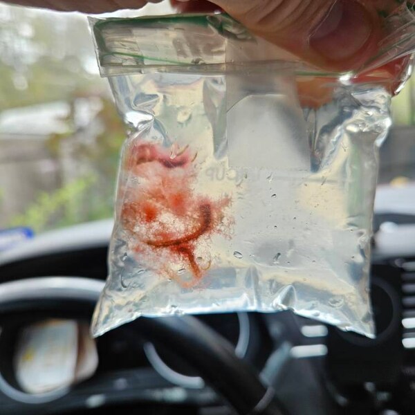 Live Frag Purple Fauchea Macro Algae Marine Saltwater Plant Reef ...