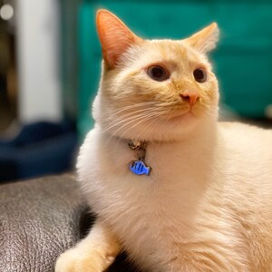 Cat ID tag with Cat Name Tag ID Tag for Cats Stainless | Etsy