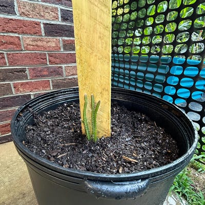 Boysenberry Plants Live Rooted Starter Plants sweet Fruit - Etsy