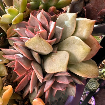 Echeveria Pink Diamond, Rare Succulent, Pink Lola Hybrid Succulent ...