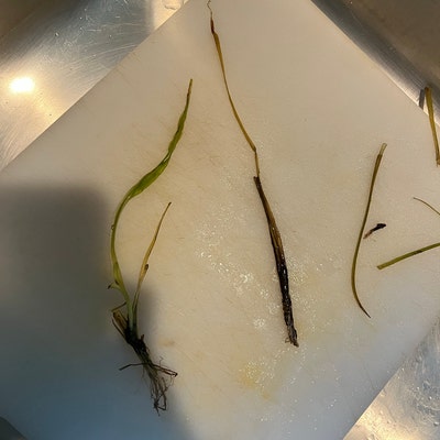 BUY 2 GET 1 FREE Corkscrew Val vallisneria Contortionisteasy Live ...