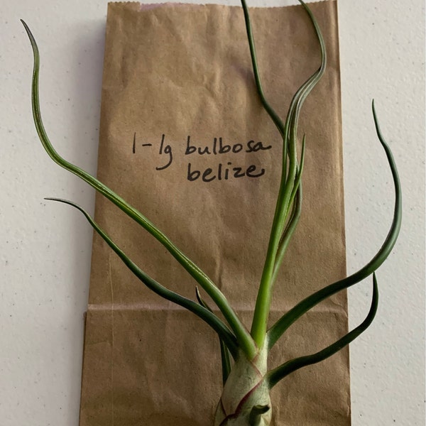 Large Bulbosa Belize - Etsy