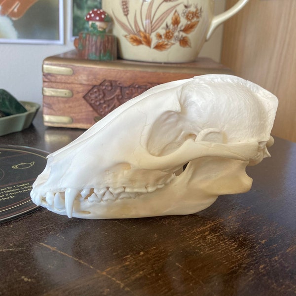Tanuki Skull - Etsy Australia