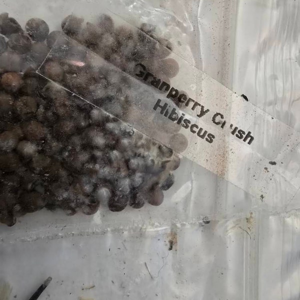 100 Hibiscus Cranberry Crush Seeds. Organic. Hardy. Ships Free - Etsy