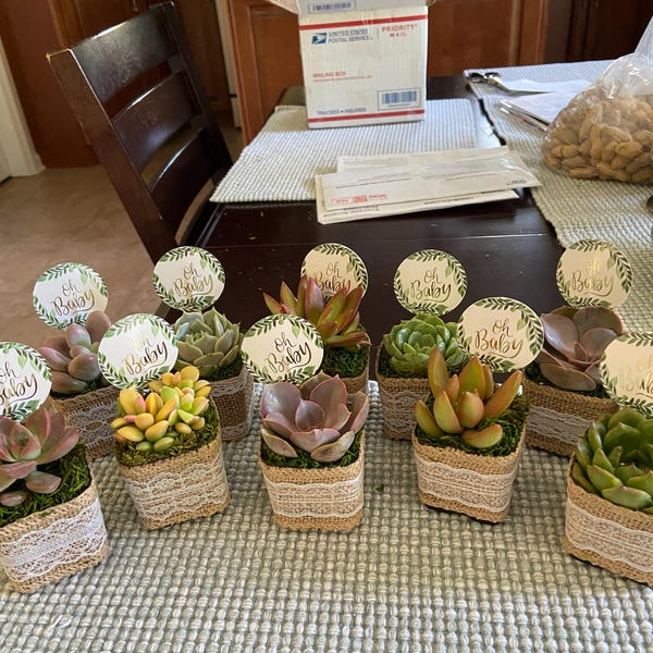 Festive Happy Birthday Succulent & Cacti Crate Set. Succulent Birthday ...