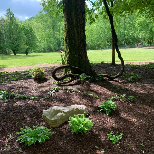 Vinca - Creeping Myrtle - 3.5" Potted Plant - Etsy