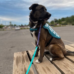 5-pack ADOPT ME Bandana Scarf for Rescue Dogs - Etsy