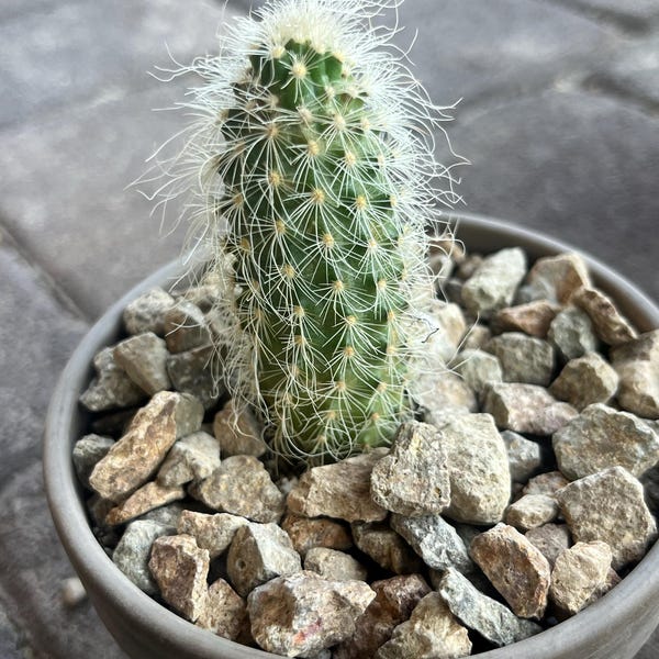 Powder Puff Pincushion Cactus Plant, Fully Rooted, Mammillaria Bocasana ...