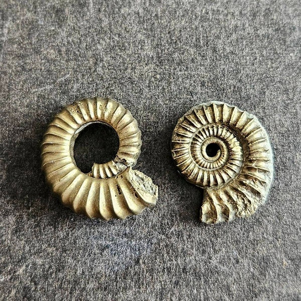 7.5 Cm Ammonite Bed Section Found on the Jurassic Coast, Charmouth ...