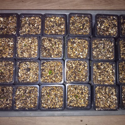 Purple Heart Tradescantia Pallida 'pale Puma' Two Rootless Cuttings ...