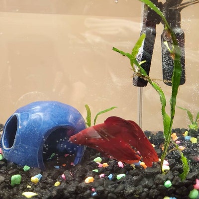 Small Fish Hide MADE TO ORDER Betta Fish Cave Small Aquarium Decor Fish ...