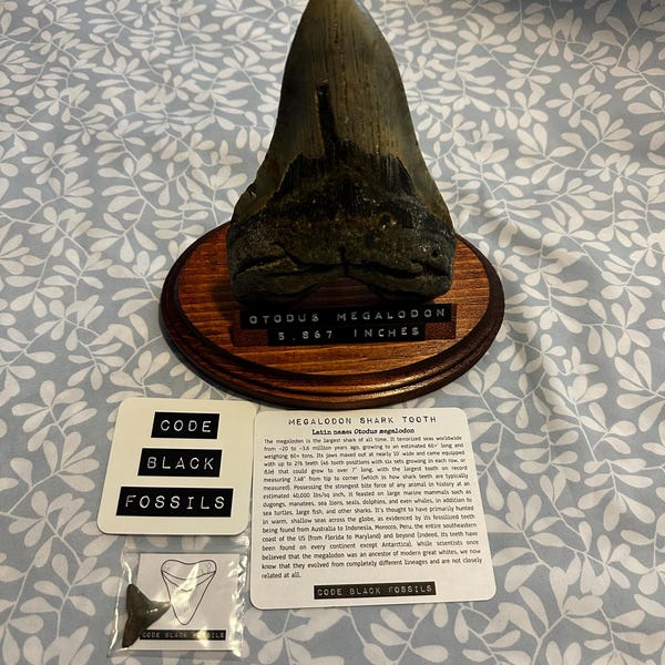 Megalodon Shark Tooth Display Stand - Etsy