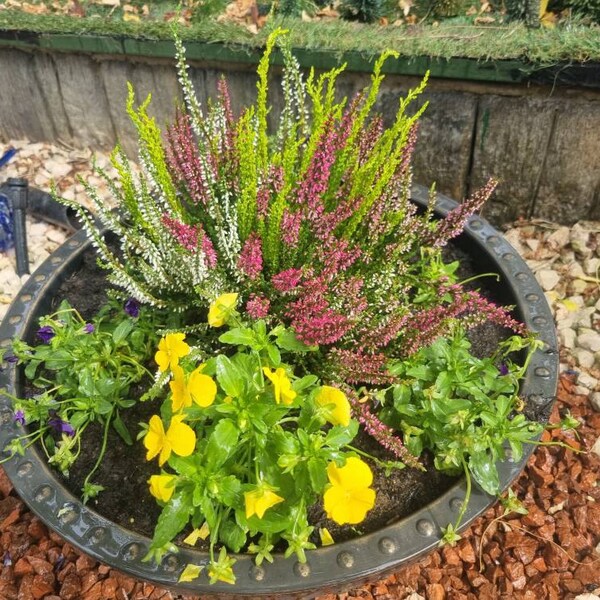 Rose 'fantastic at 60' Happy Birthday Rose Gift Wrapped With Huge Bow ...