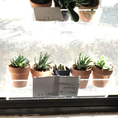 Suction Cup Window Planter Long Triangular Window Box Style 8 Long X 4 ...