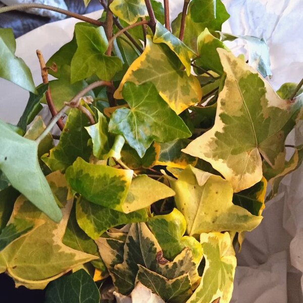 Hedera Helix 'gold Child' English Ivy: Air Purifying Live Plant - Etsy