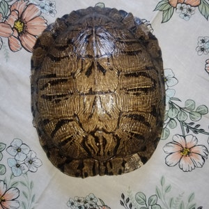 1 Real Animal Red Ear Slider Turtle Shell Part Bone Armor Water ...