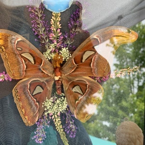 Attacus Atlas Moth Papered Specimen MALE and FEMALE Spcimens, Real ...