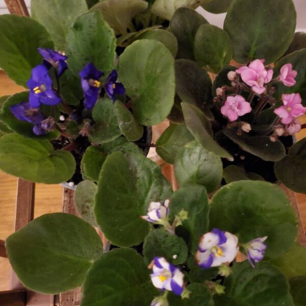 Optimara African Violet Variety Pack (4 Plants) 4" Pots - Etsy