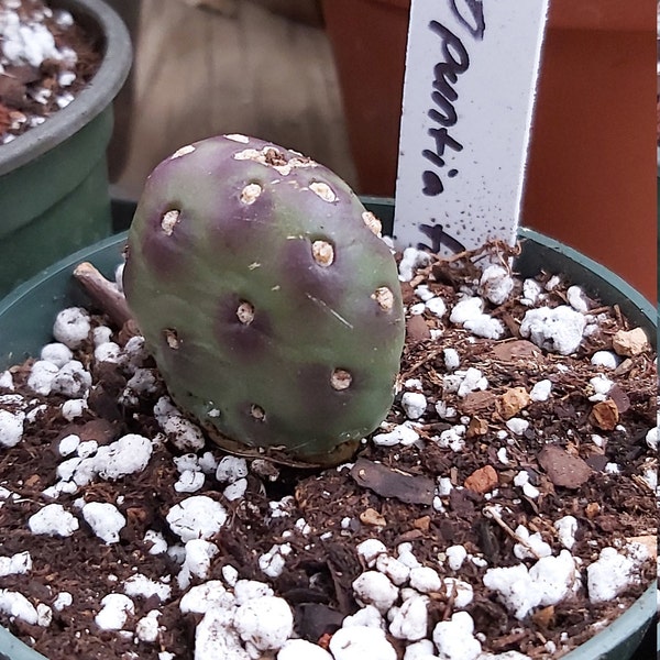 Opuntia Fragilis (potato Cactus) COLD HARDY CACTUS - Etsy