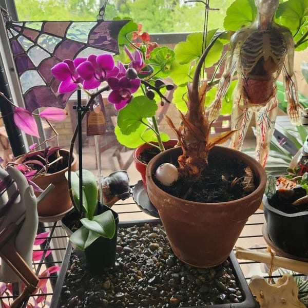 Orchid Plant LIVE Dendrobium Alice Iwanaga | Rare BLOOMING SIZE Indoor ...