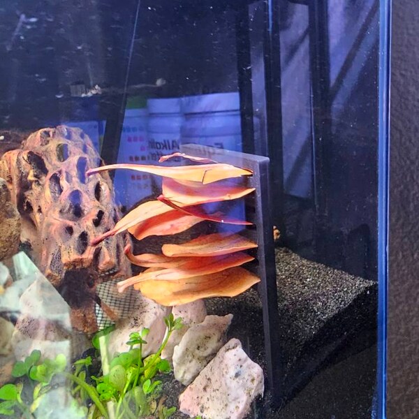 Active Betta Training Floating Ring. 3D Printed Betta Excercise Loops ...