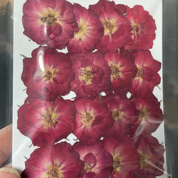 Real Dried Pressed Flowers Red Mini Rose - 16 Pieces - Etsy