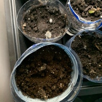 LARGE PACKAGE 300+ Seeds| Garlic Chive Seeds |asian Herb Organic | 韭菜 ...