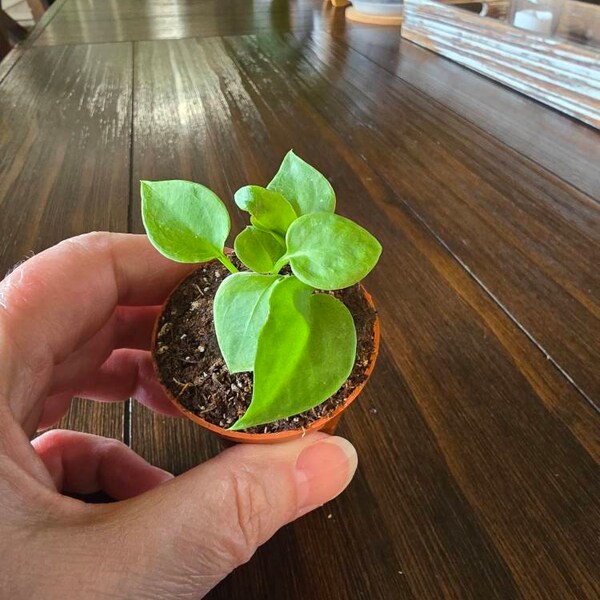 Chester Fern Starter Plant (ALL STARTER PLANTS Require You to Purchase ...