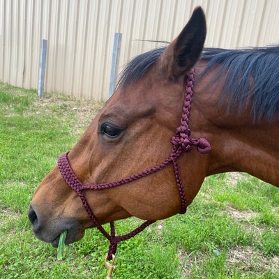 4-knot Rope Halter Only Assorted Colors Newborn/foal/mini/yearling/weanling/arabian/average ...