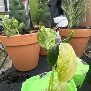 Teruno Pothos Venus Epipremnum Aureum 'venus' Terunoworld - Etsy