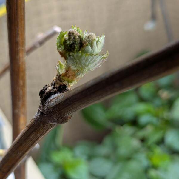 5pcs Jupiter Seedless Muscat Table Grape Cuttings US Seller - Etsy