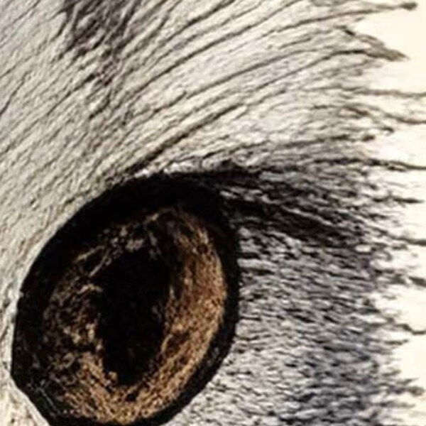 Racoon Wall Art Funny Bathroom Cute Animal Art Racoon Poster Racoon Art ...