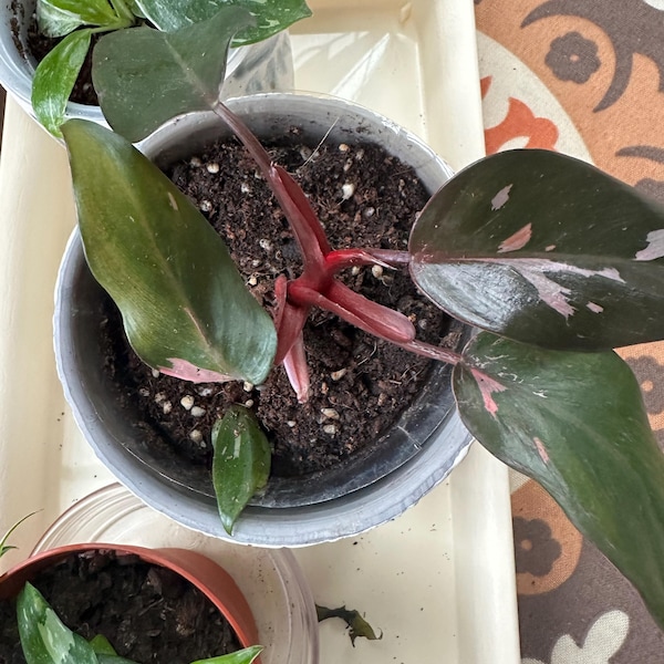 Alocasia Pink Princess Starter Plant ALL STARTER PLANTS Require You to ...