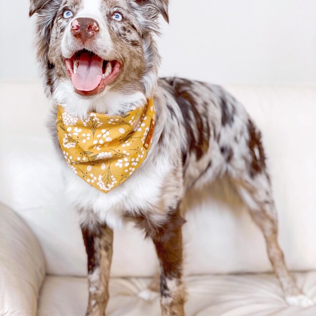 Ruff Hippie by RuffHippie on Etsy