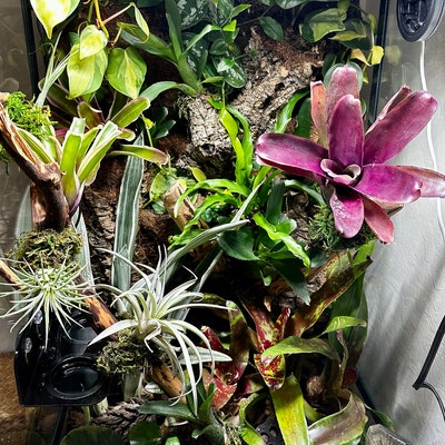 Bromeliad Neoregelia 'magali' - Etsy