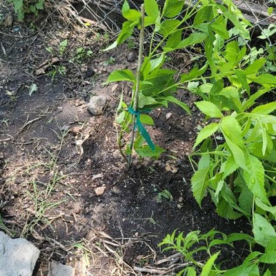 FIREBUSH Firefly Dwarf Scarlet Red Shrub Live Plant Orange Yellow ...