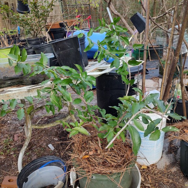 Star Apple Purple - Caimito - Milk Fruit. Grafted Tree - 3-4 Feet Tall ...