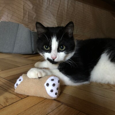 Catnip Cannoli Cat Toy - Etsy
